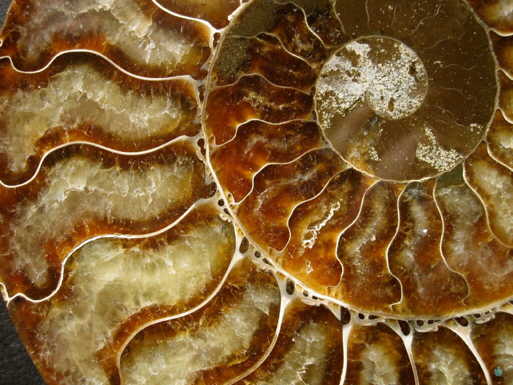 Ammonite Meanings and Crystal Properties - The Crystal Council