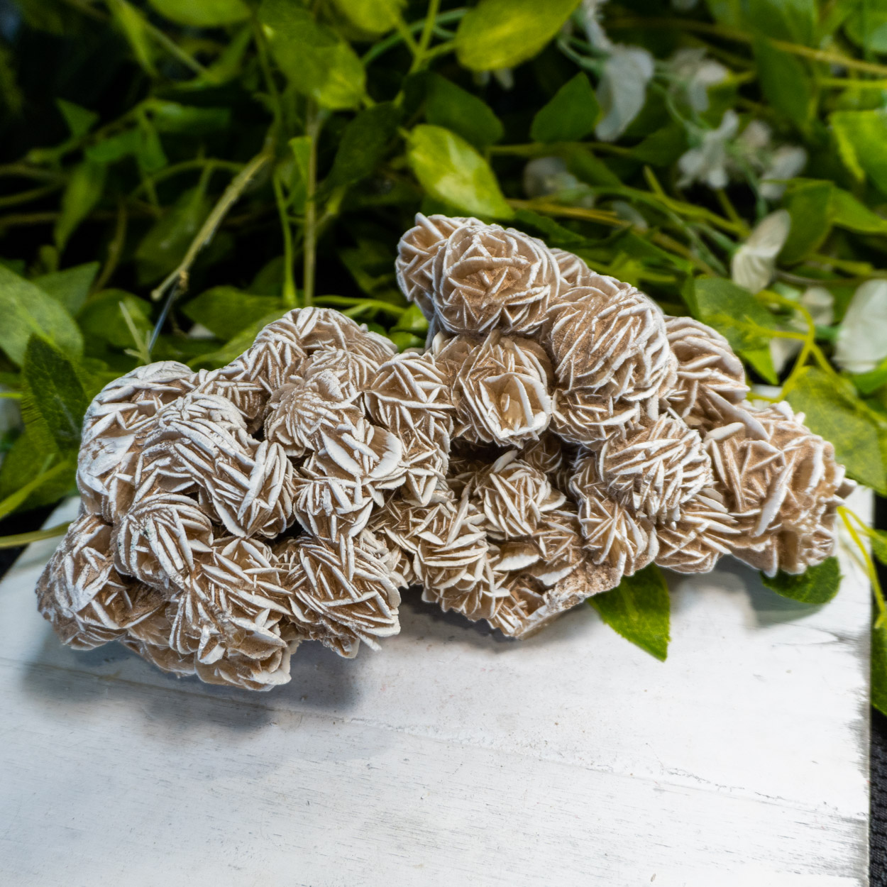 XL Desert Rose Selenite #6 - The Crystal Council