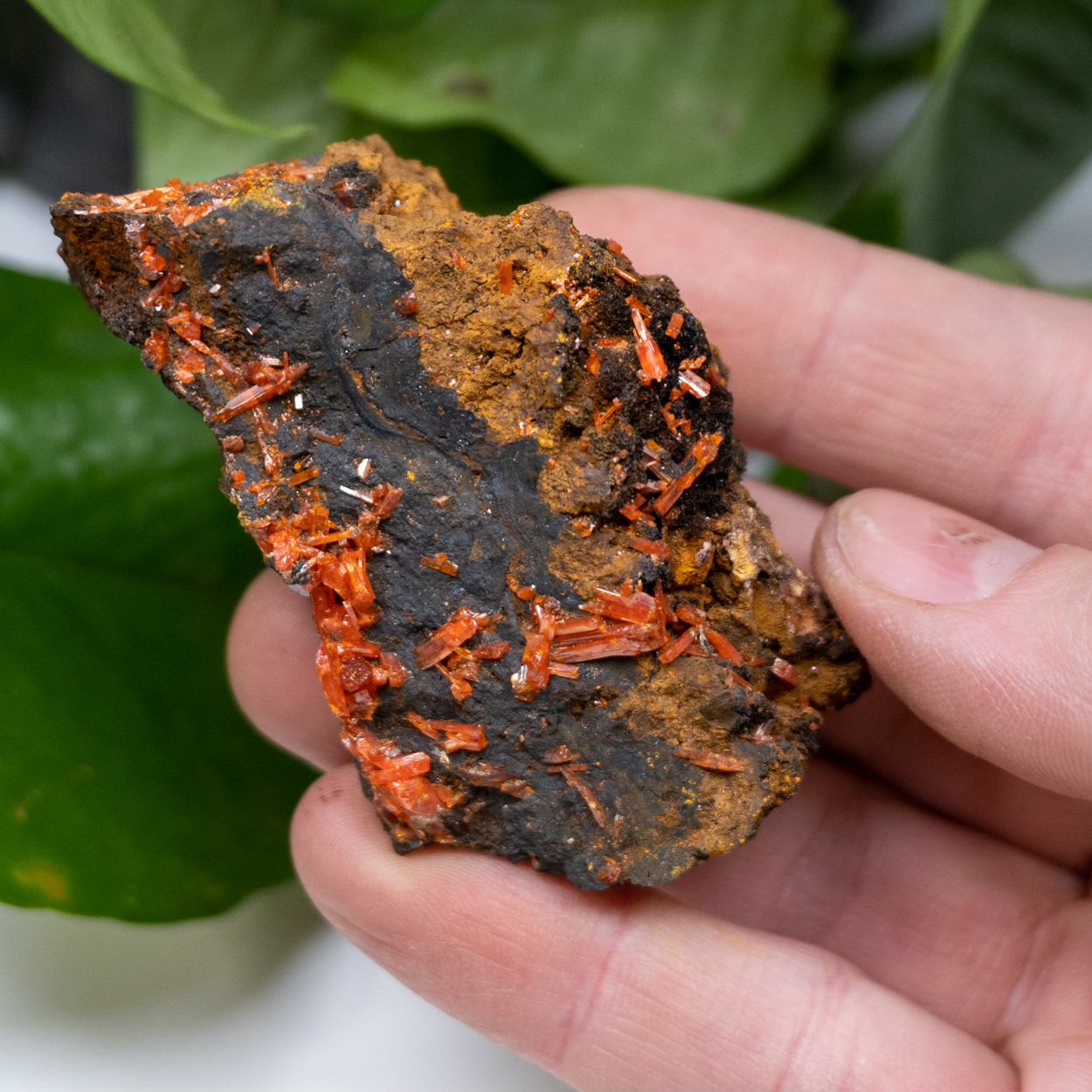 Raw Crocoite #3 - The Crystal Council