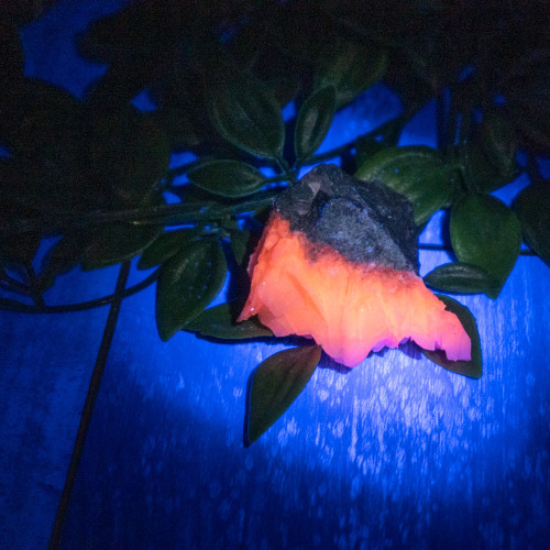 Chinese Bladed Calcite (UV Reactive) #2 - The Crystal Council