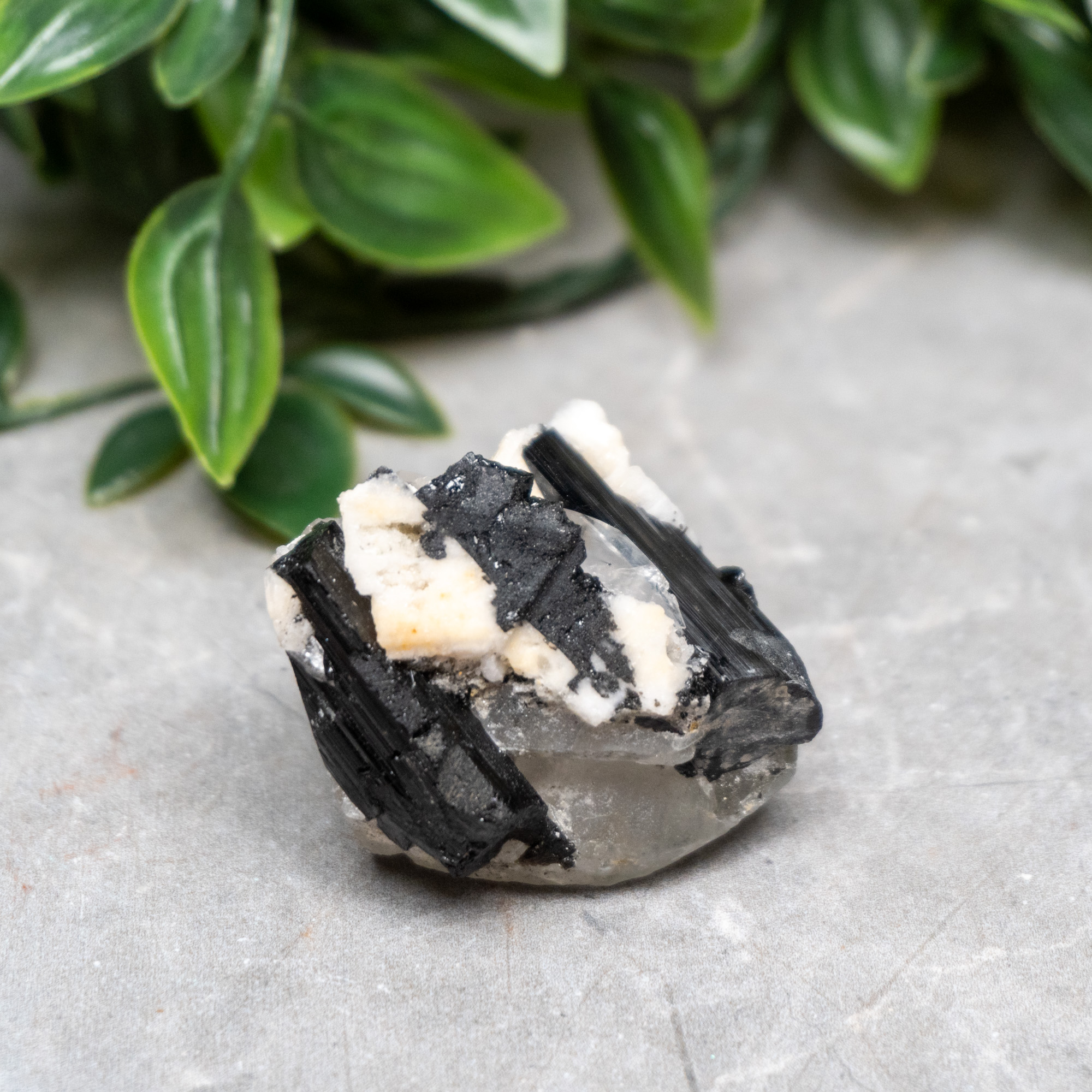 Black Tourmaline in Quartz with Clevelandite #4 - The Crystal Council