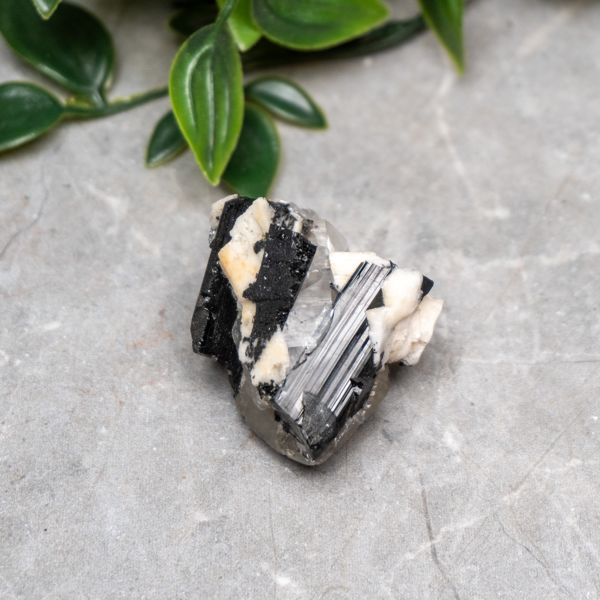 Black Tourmaline in Quartz with Clevelandite #4 - The Crystal Council