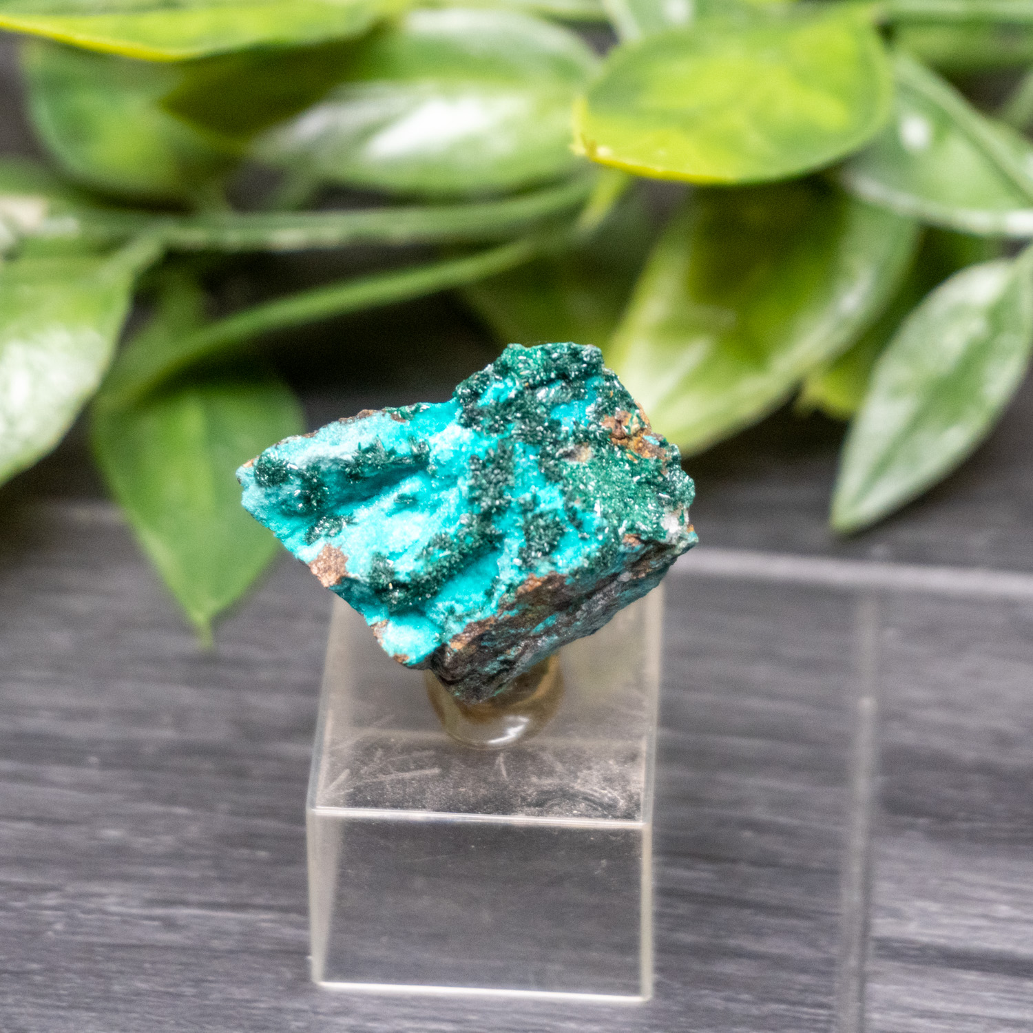 Atacamite on Chrysocolla #1 - The Crystal Council