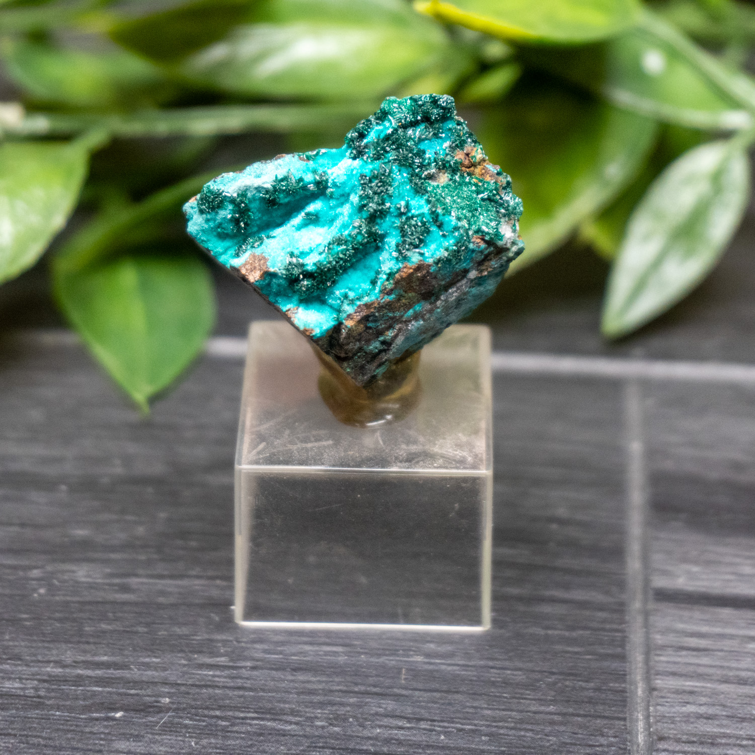 Atacamite on Chrysocolla #1 - The Crystal Council