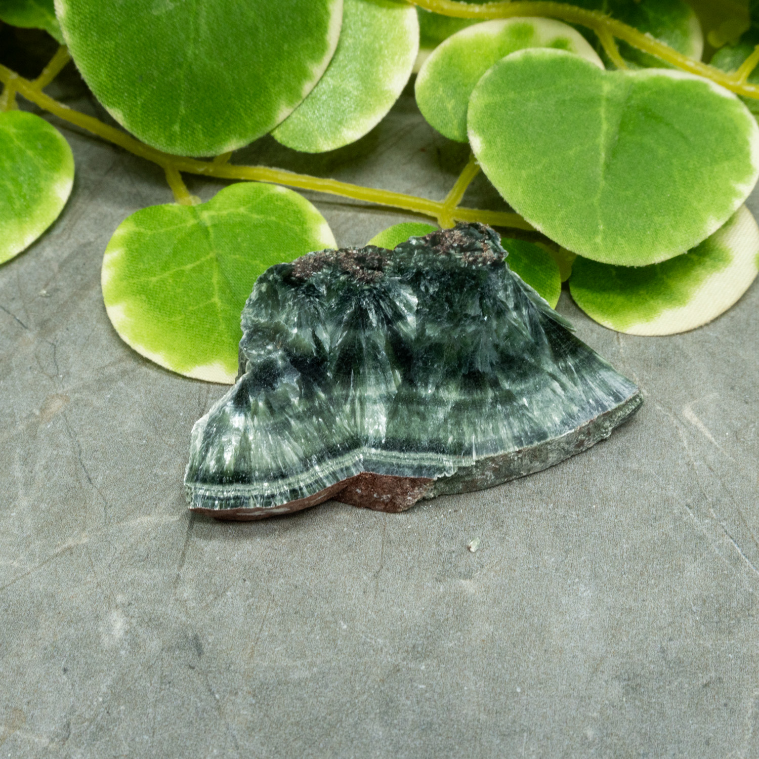 Seraphinite Slab #2 - The Crystal Council