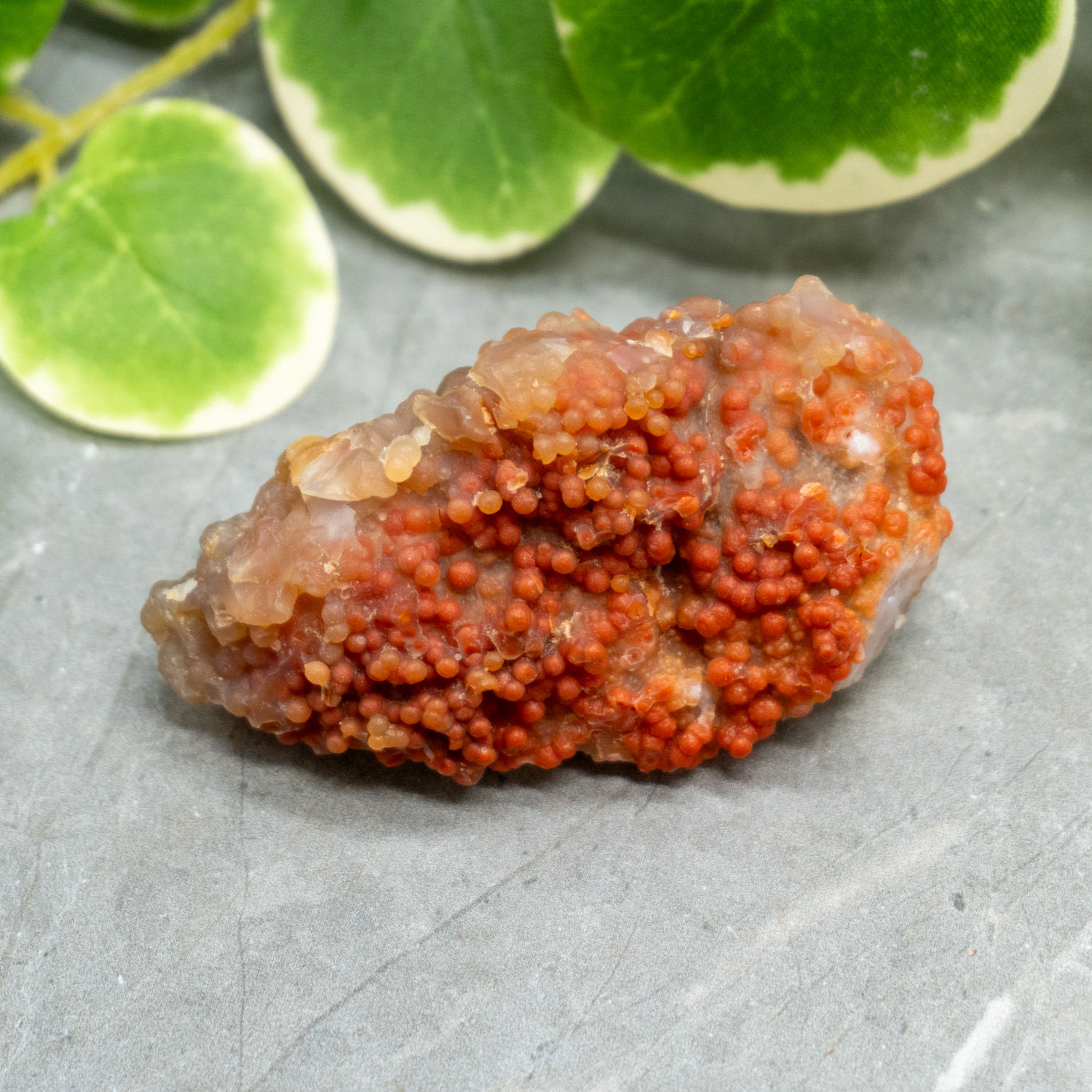 Red Grape Agate #6 - The Crystal Council