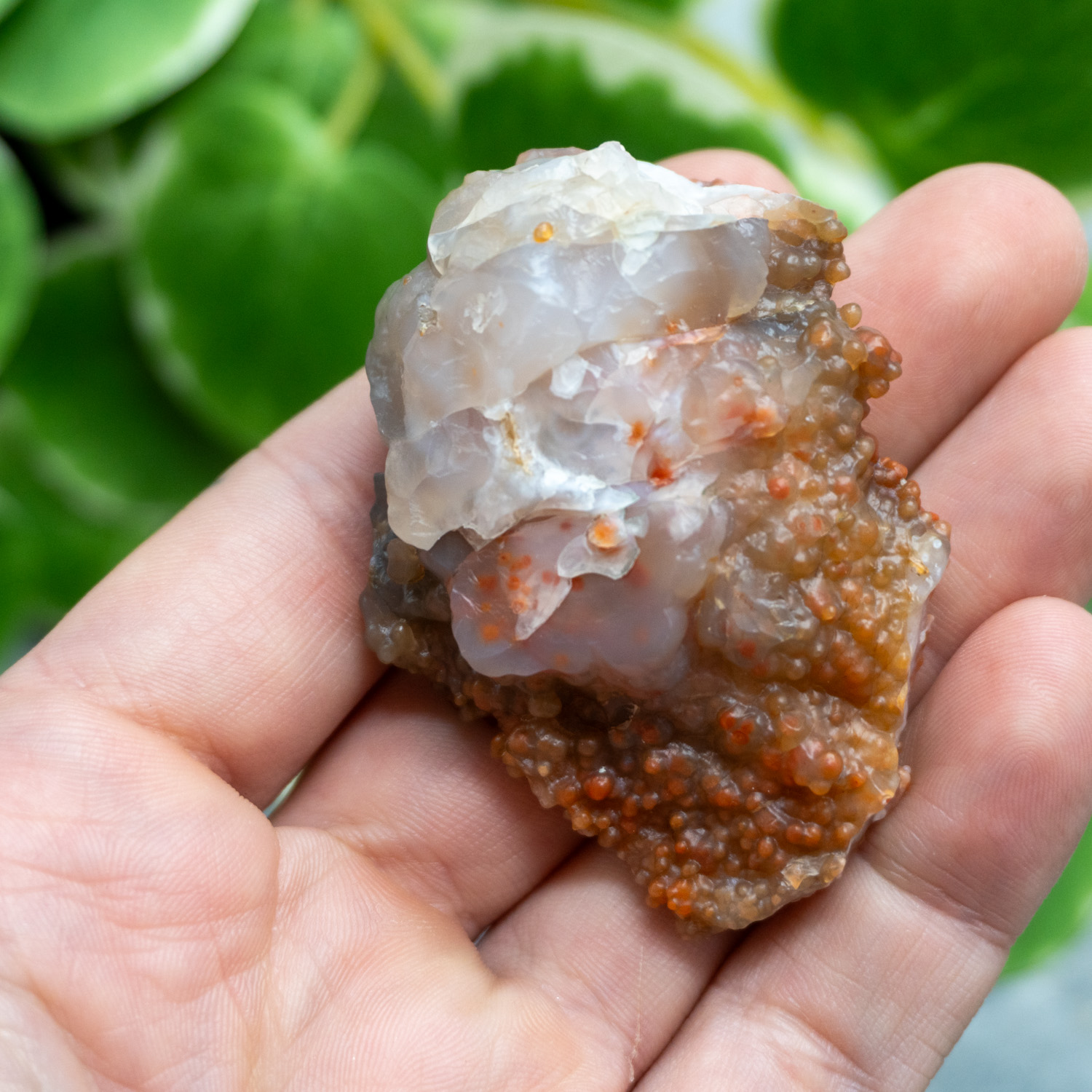 Red Grape Agate #2 - The Crystal Council